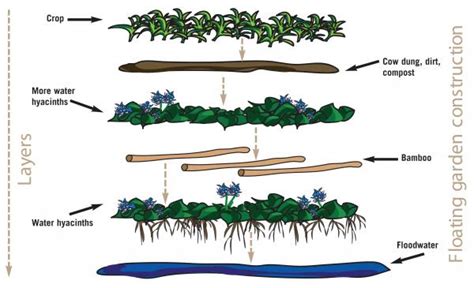 Salt Water Traditional Floating Garden And Modern Hydroponics