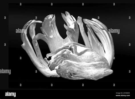 2010 Exposition Quest Ce Que Vous Mangez Montrant Mace Javitri Photo