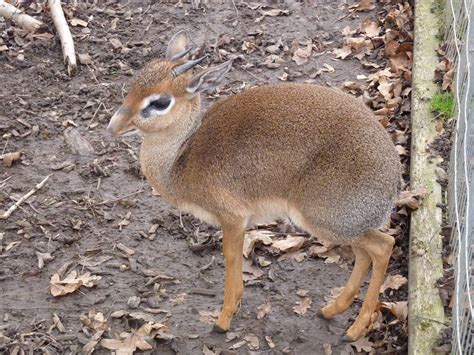Dik Dik Dik Diks Are An Adorably Small Breed Of Antelopes Found In The
