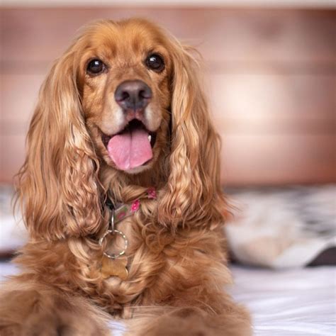 Cuanto Cuestan Los Cachorros Cocker Spaniel