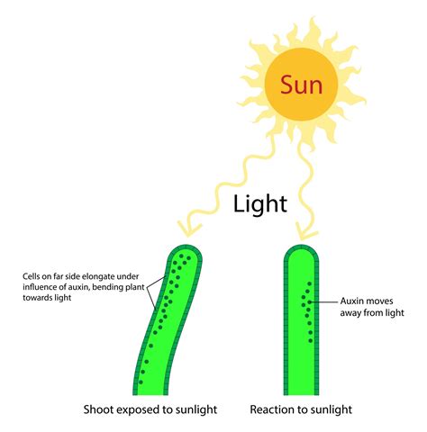 Splenunculus Definition And Examples Biology Online Dictionary