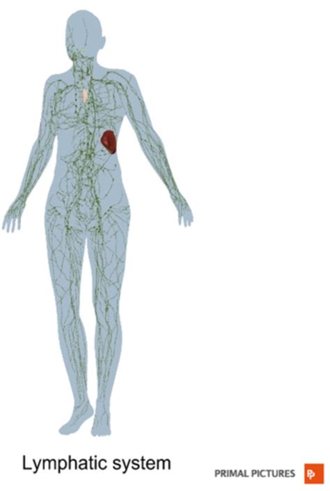 Lymphatic System Unlabeled Womens Body And Lymphatic Illustration