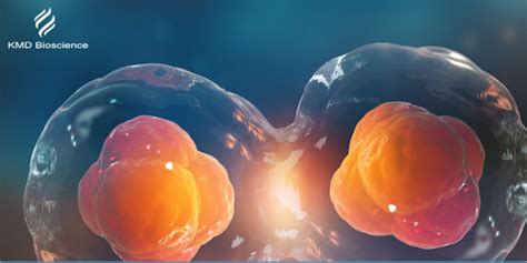 Kmd Bioscience Talks About Cell Immortalization Telomerase Reverse