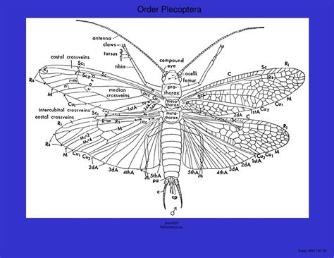 Ppt Order Plecoptera Powerpoint Presentation Free Download Id4529786