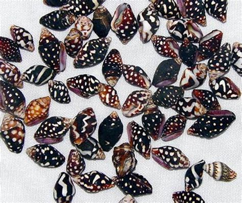 Nassa Collumbella Craft Shell ~ Approximately 400 Pcs 14in 12in