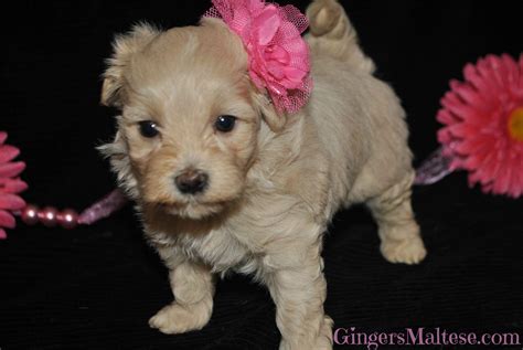 Maltipoo Wallpapers Wallpaper Cave