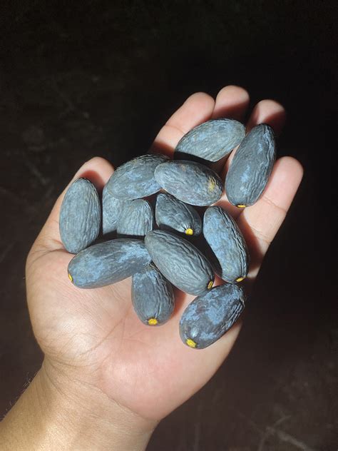 Dacryodes Rostrata Burseraceae