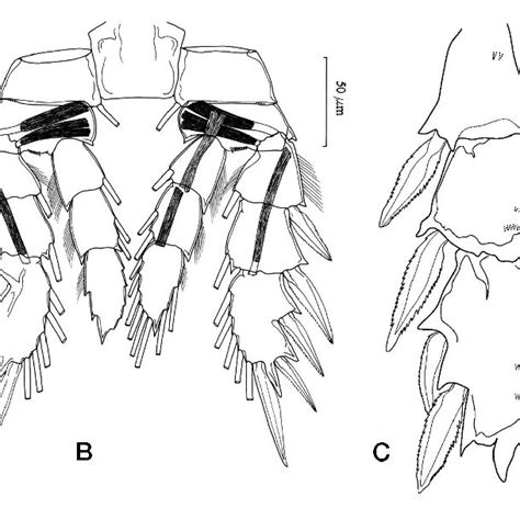 Scanning Electron Micrograph Of Right Exopod Of Leg 2 Of Male P