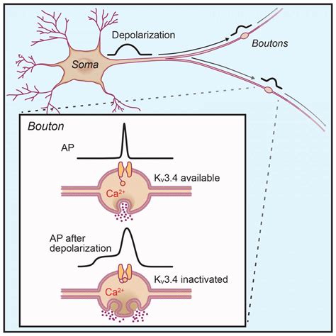Neuron Depolarization