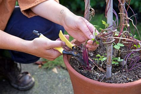 Grow Gorgeous Morning Glories Every Time Heres How Complete Gardening