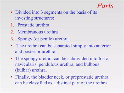 Anatomy Urethrapptx