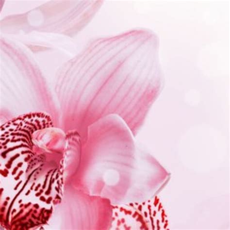 Julia Koller Wirtschaftsuniversität Wien Vienna Wu Department Of