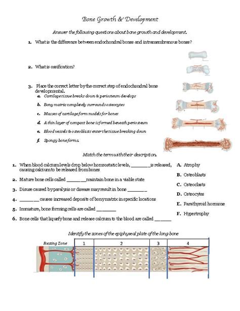 Bone Growth And Development By Coach H Science Class Tpt