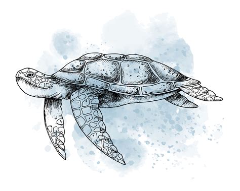Mar Tortuga Con Acuarela Lugar Mano Dibujado Gráfico Ilustración De