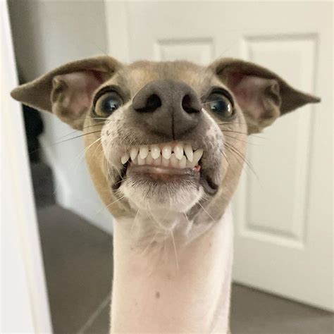Cheesy Grin Memes