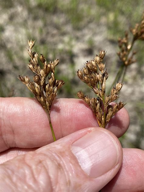 Juncus Dicotomus