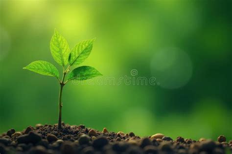 Delicate Young Tree Single Stem Vibrant Green Leaves Vibrant Plant