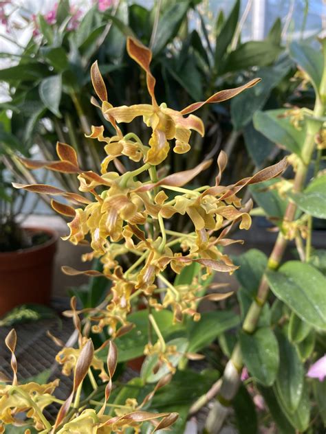 Dendrobium Tangerinum X Gouldii Bessey Greenhouse Richard W Pohl