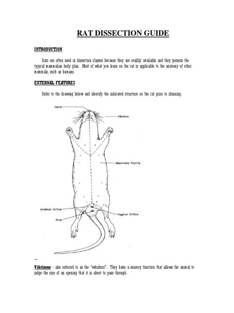 Rat Dissection Worksheets Library