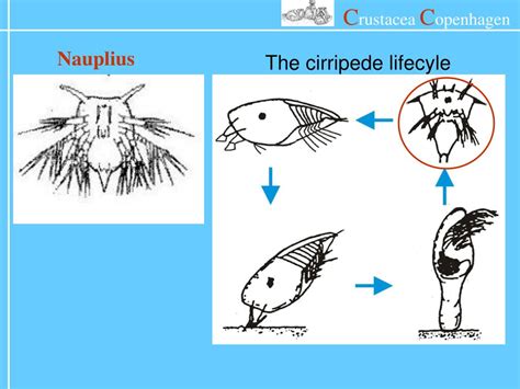 Ppt Why Darwin Powerpoint Presentation Free Download Id 6884915