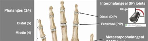 Anatomy Exam 4 Lecture 1 Flashcards Quizlet