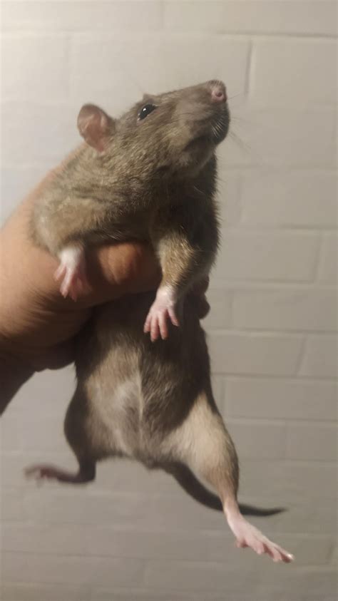 She Bit Her Mothers Ass Shame Her R Rats