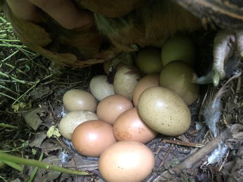 Brooding Hen Hatching Eggs Question Help Rbackyardchickens