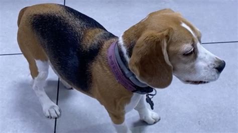 Watch Il Cane Ruby Tuesday Vanity Fair Italia