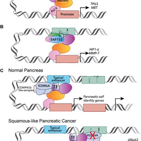 Epigenetic Modulators And Other Drugs Targeting Ses Au 15330 Degrades