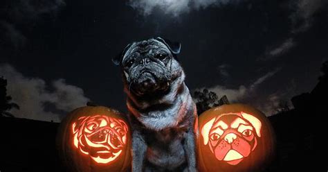 Happy Pug O Ween Imgur