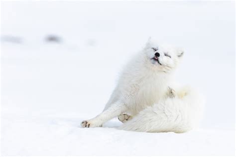 Naalin Paluu On Ajan Kysymys