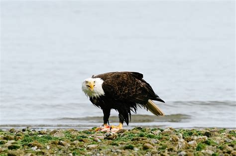 Breakfast With A Bald Eagle — Our Wild Puget Sound