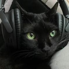 Animated Black Cat Pfp