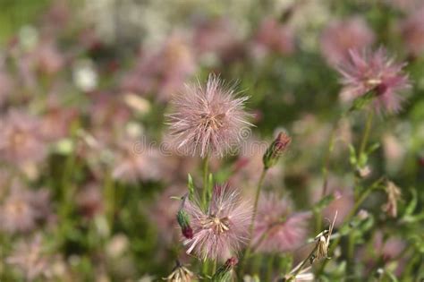 Spreading Fleabane Stock Image Image Of Seeds Fleabane 276654071