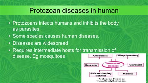 Protozoa Taxonomy Features And Classifications Pptx