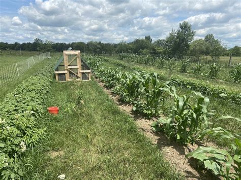 Why A 5 Acre Homestead Is The Perfect Size For A Beginner From