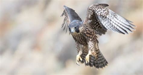 Eagle Vs Falcon What Are The Differences And Who Would Win In A Fight