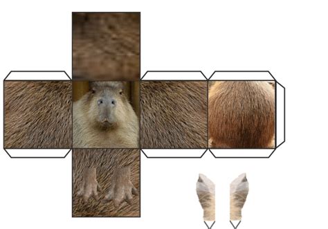 Average Bingus Enjoyer Rbigfloppa