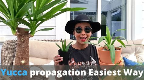 Yucca Plant Propagation The Easiest Way How To Propagate Yucca