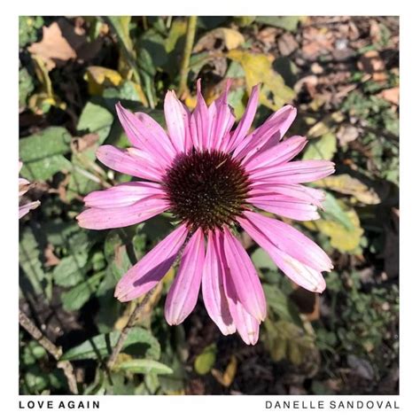 Danelle Sandoval Releases An Acoustic Pop Tune Entitled Love Again”