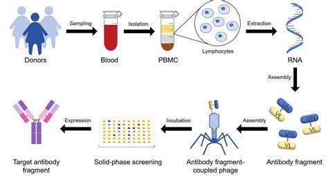 Antibody Production Creative Biolabs