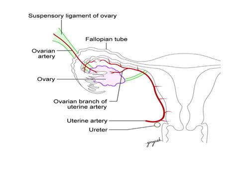 Ovaries And Fallopian Tube Anatomy And Ohysiology Pptx