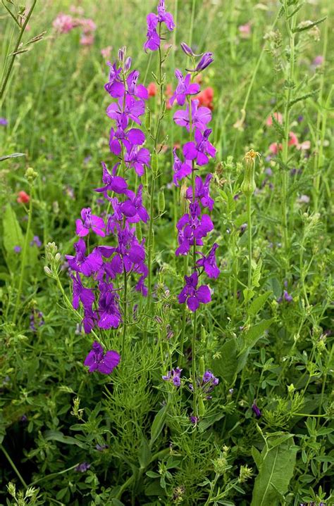 Purple Larkspur Consolida Orientalis Photograph By Science Photo