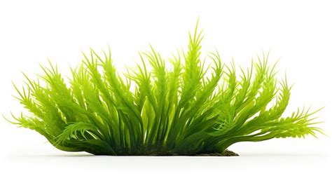 Premium Ai Image Single Sea Plant Elevation Side View