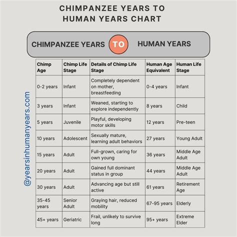 Chimpanzee Years To Human Years Chimpanzee Age Calculator Yihy
