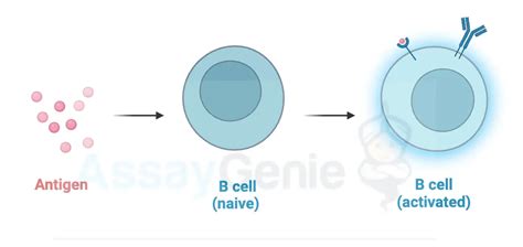 B 세포 유형 항원 인식 및 활성화 Assay Genie Korea