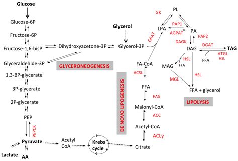 Lipogenesis