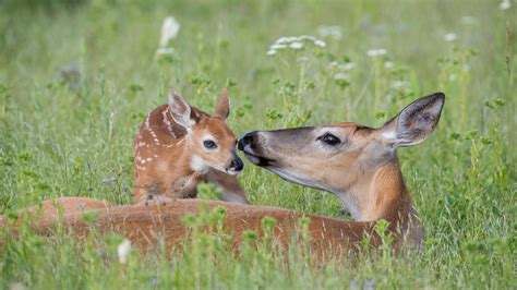 Whitetail Deer Wallpaper For Computer Fall