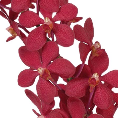 Red Orchid Flowers Orchid Head Red