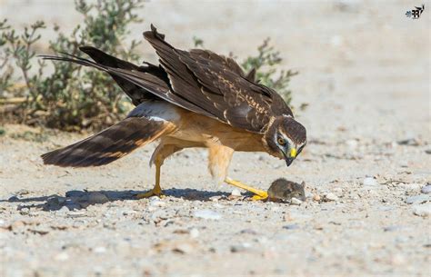 Best 13 Pardine Genet From Senegal Eastwards To Ghana Artofit